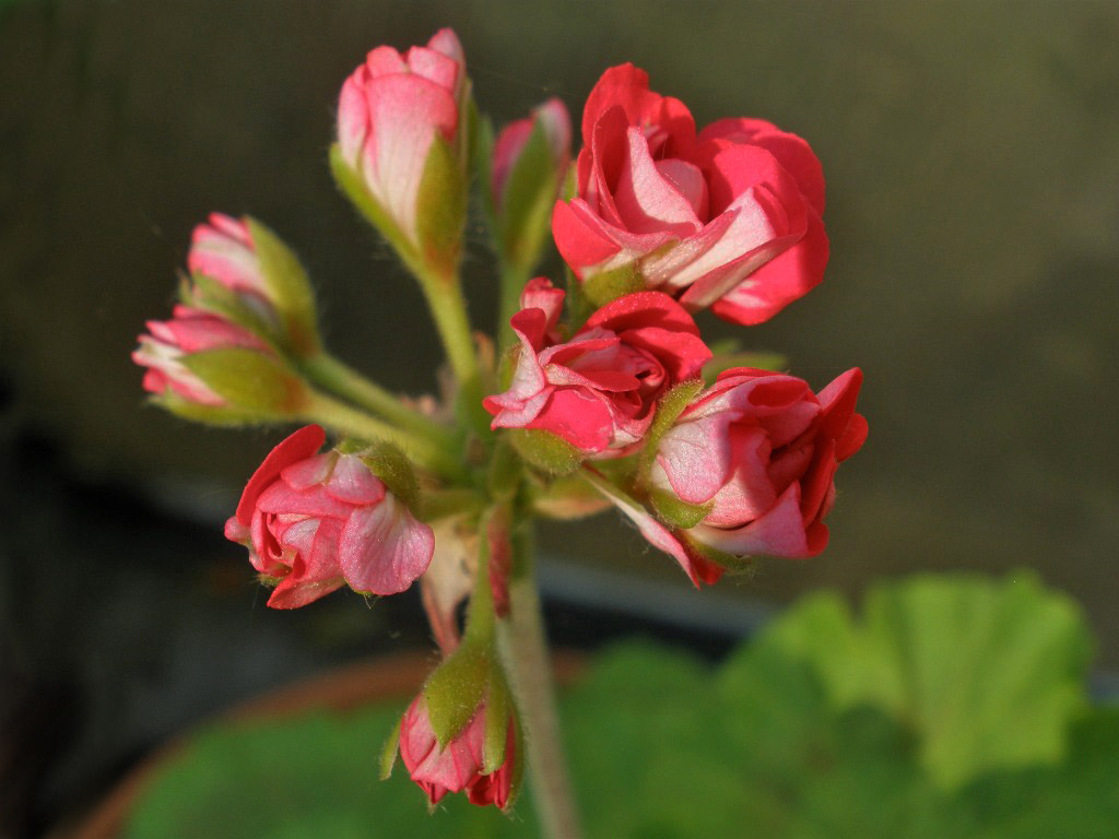 MARIETTE'S BACK TO BASICS: {Our Victorian hybrid Pelargonium Rosebuds}