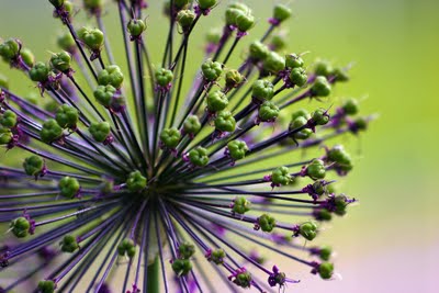 Allium flower wallpaper |hd wallpapers|widescreen desktop backgrounds ...