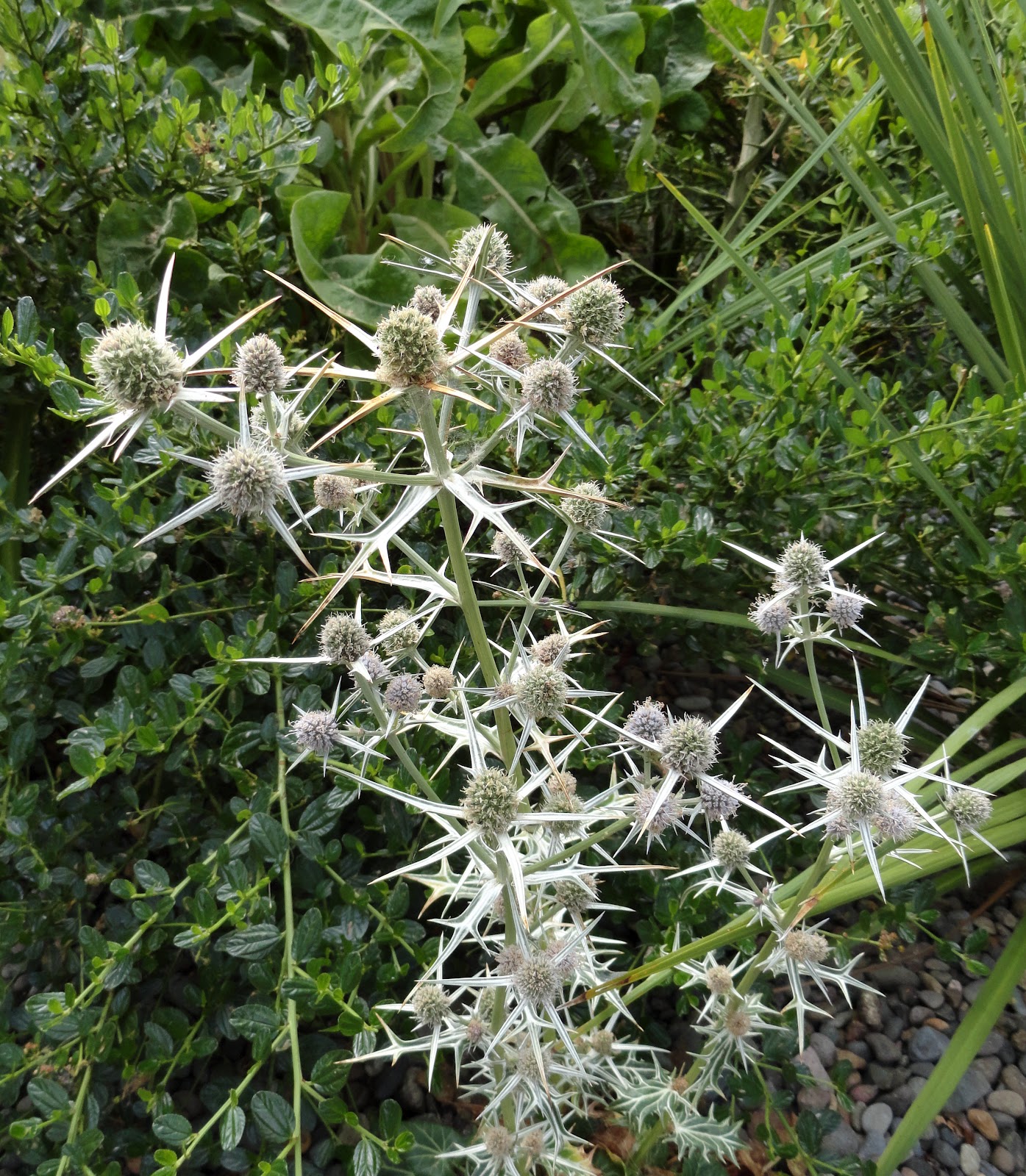 danger garden: It’s August 15th…that means Bloomday!