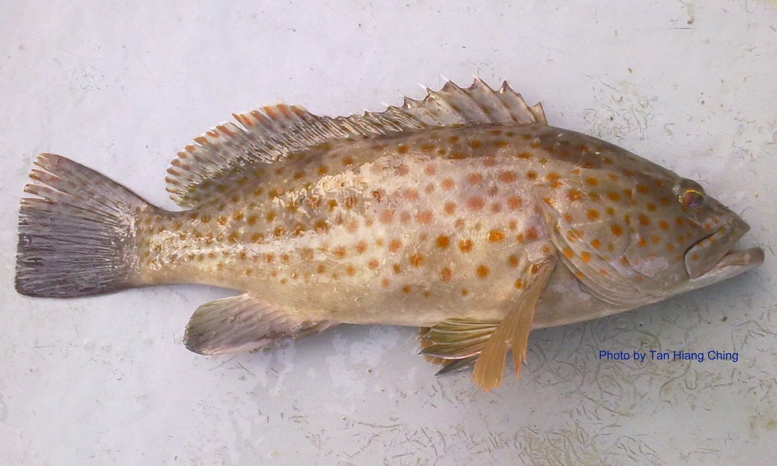 KENALI IKAN LAUT KITA: KERAPU BINTIK OREN (epinephelus coioides)