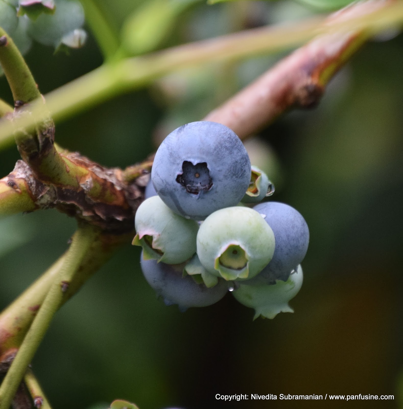 Unusual Ingredients - Unripe Blueberry Achar