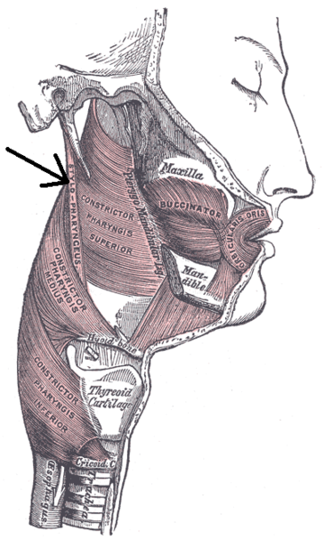New Voice, New Career: Anatomy and Physiology series: Pharyngeal ...