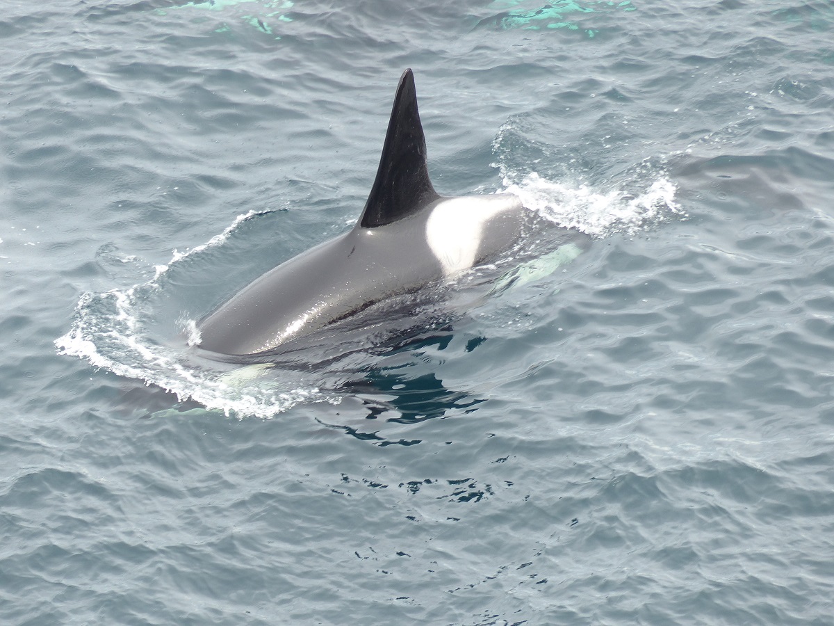 A Field Notebook: Orca!