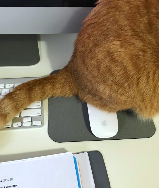 love, laurie: cat and (computer) mouse