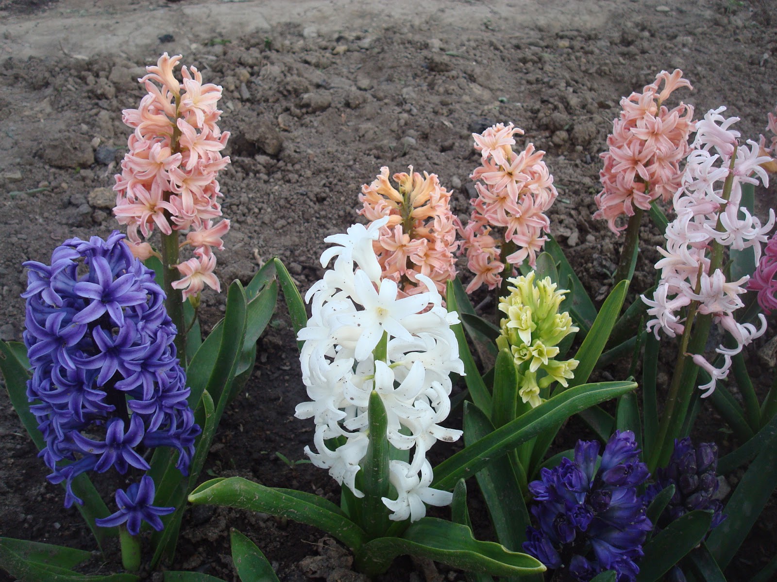 Explozie de zambile in gradina