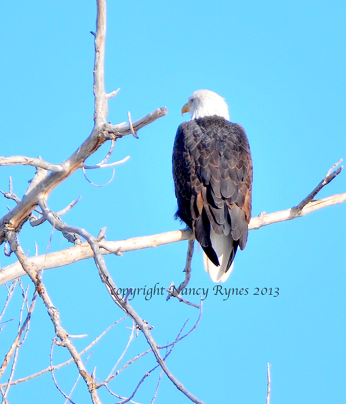 Musings from the Mountains: Winter Raptors in Colorado