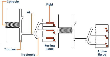 Senior Biology: Gas exchange in Animals