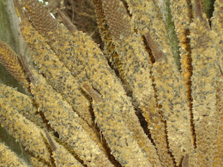 Morfologi Bunga Kelapa Sawit | Tanimedia.com