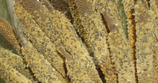 29+ Gambar Bunga Jantan Dan Betina Kelapa Sawit Super Keren - Informasi ...