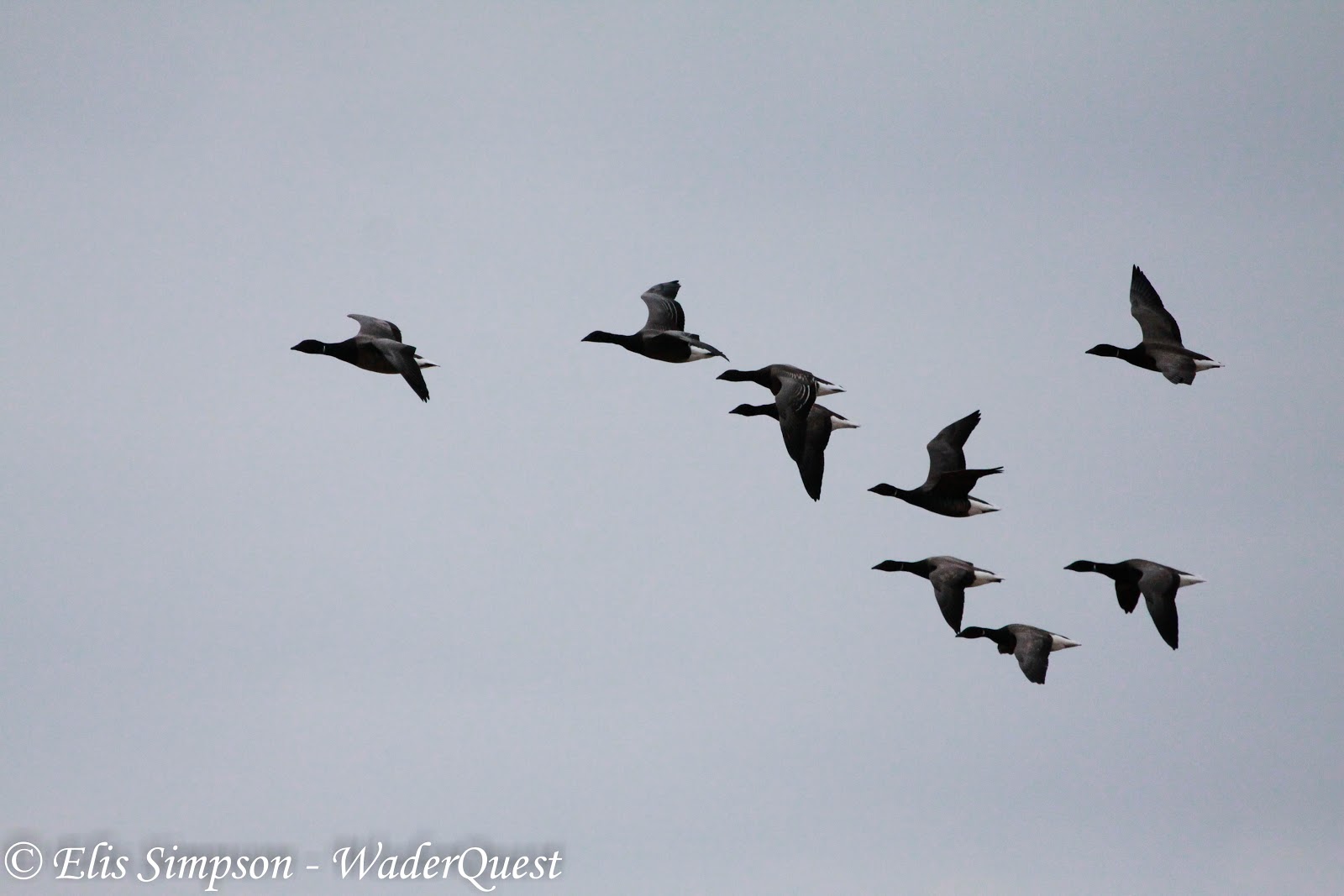 Rick Simpson Birding: Norfolk