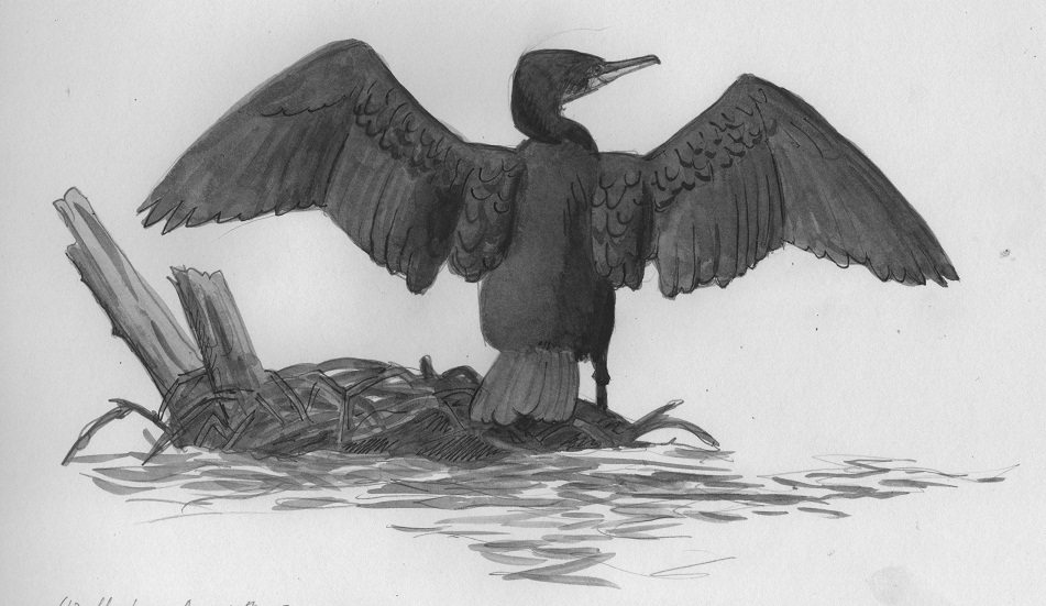 Wildlife Drawing Journal