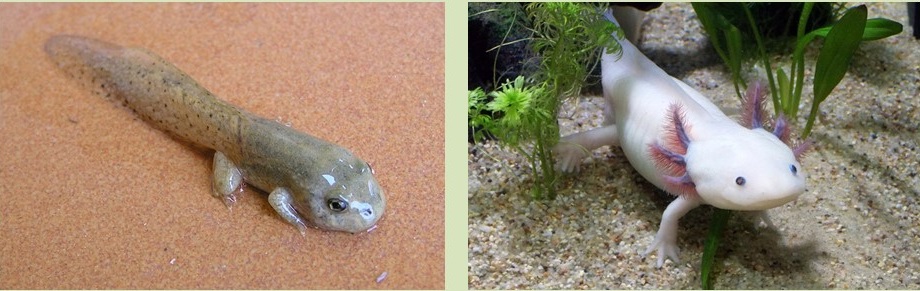 Biolonita: Shazam y la Neotenia: animales con características infantiles