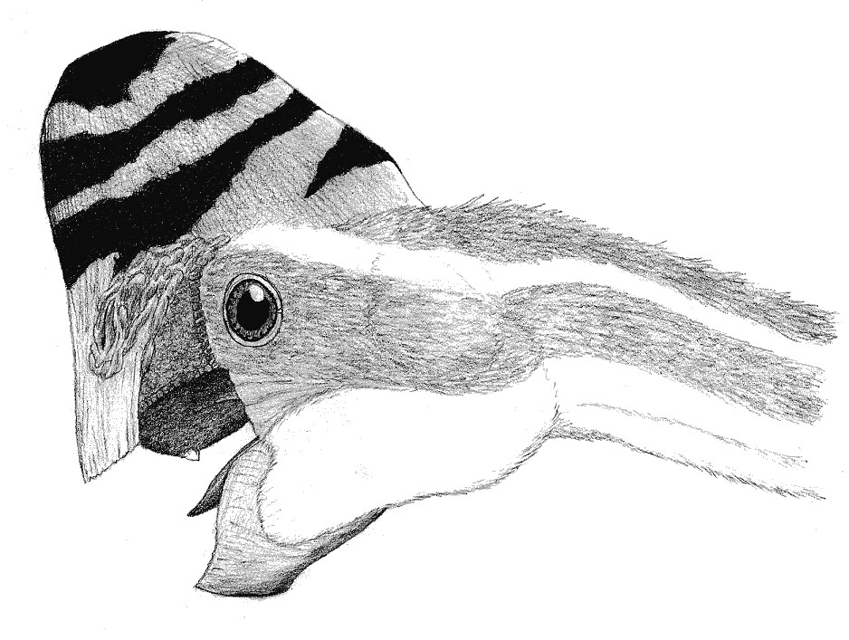 Монгол хүний нэрээр нэрлэгдсэн эртний үлэг гүрвэл | HamiLioN