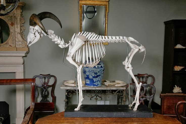 Ram's Horn: Ram skeletons and reference
