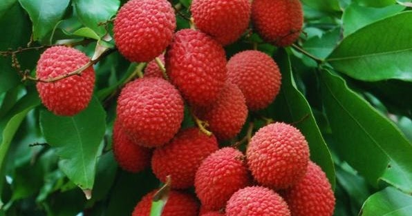 Buah Leci dan Manfaat Untuk Kesehatan