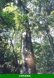 COPAi es Aceite puro de COPAiBA su MEDiCiNA EN CASA : COPAi COPAiBA OiL ...