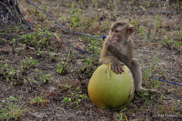 NAKARAJAN: CHIANG MAI`S ORIGINAL MONKEY SCHOOL ,THAILAND