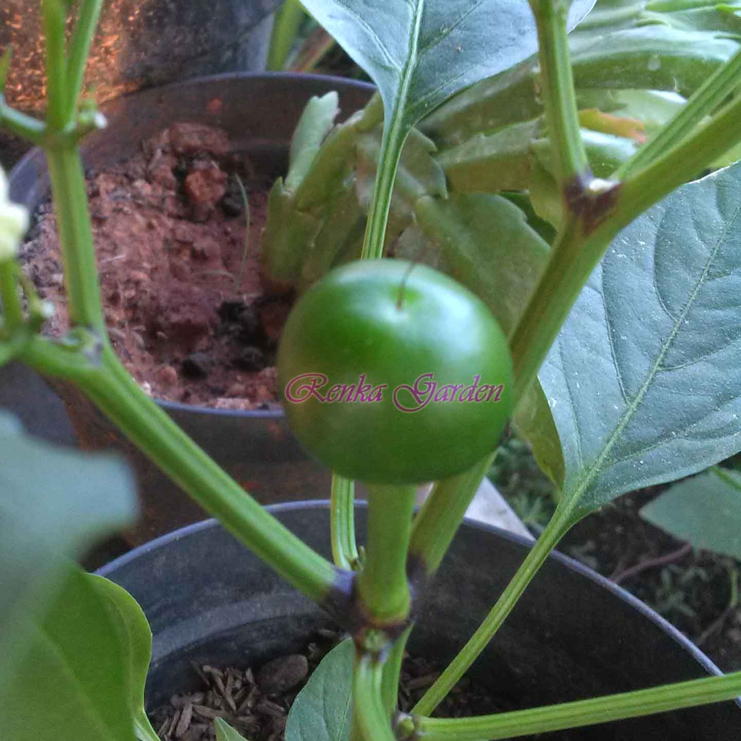 Buku harianQ: Cherry bomb, si cabe bulat