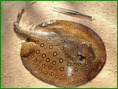 Animal Planet Brasil: Arraia de Fogo