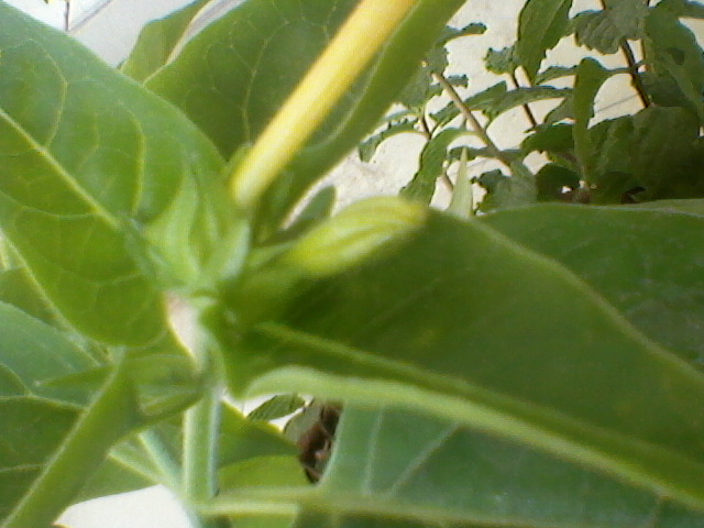 Gulbakshi flower - Twin flower - four o clock flower- Mirabis jalapa ...