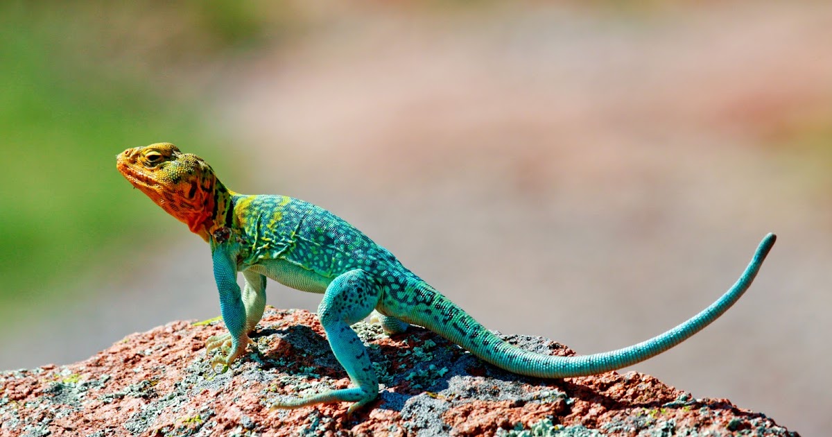 Colorful Lizards | Wallpapers Gallery