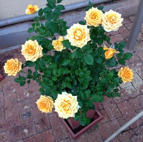 21+ Gambar Bunga Mawar Di Dalam Pot