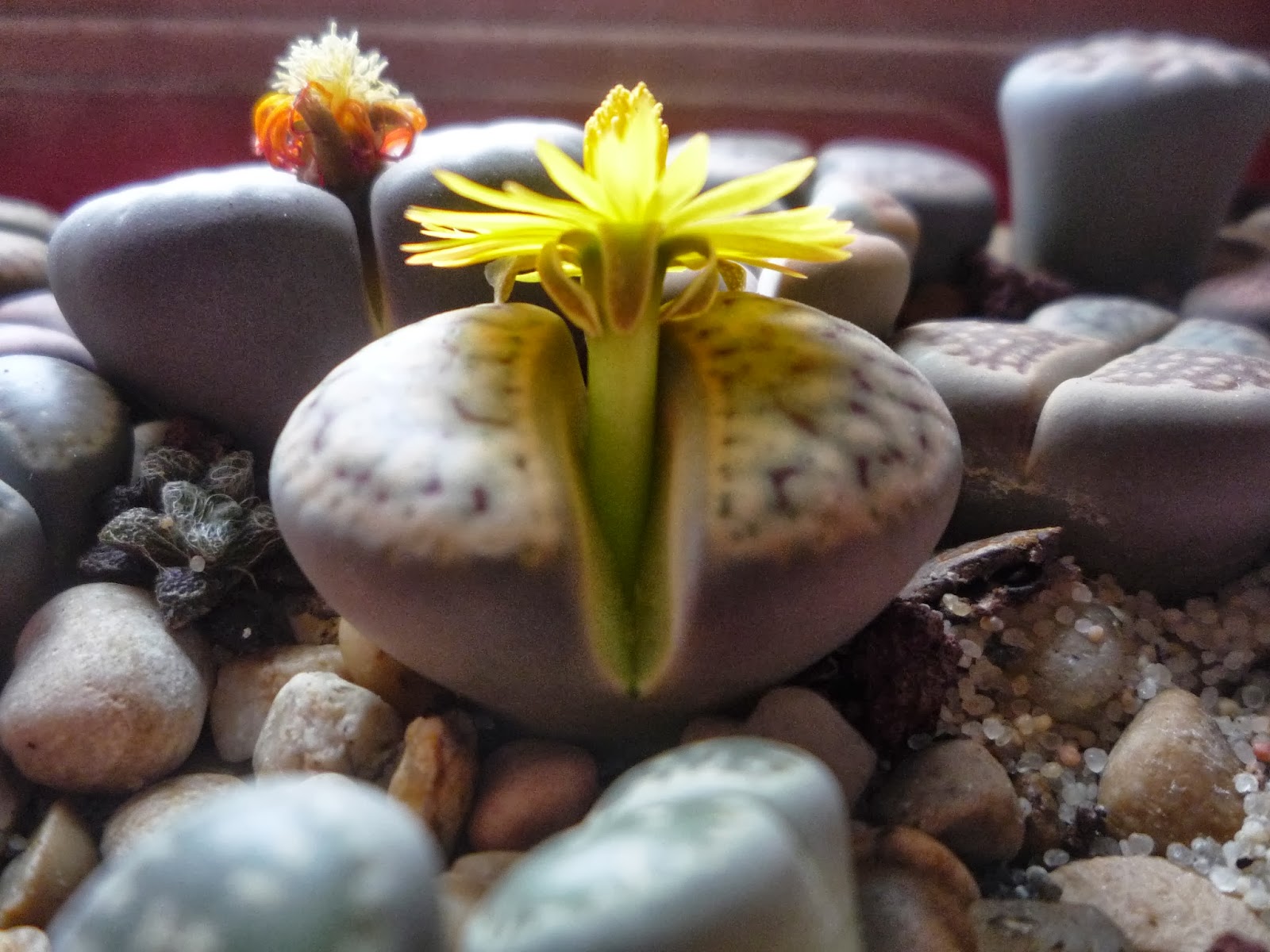 Mundo suculento: Floración de lithops en Octubre
