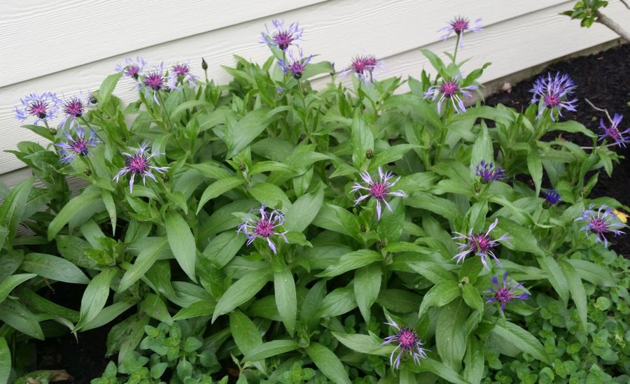 Future Plants by Randy Stewart: Centaurea