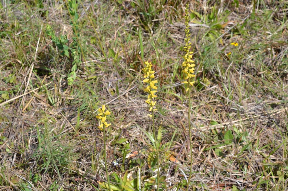 Space Coast Wildflowers: April 2013