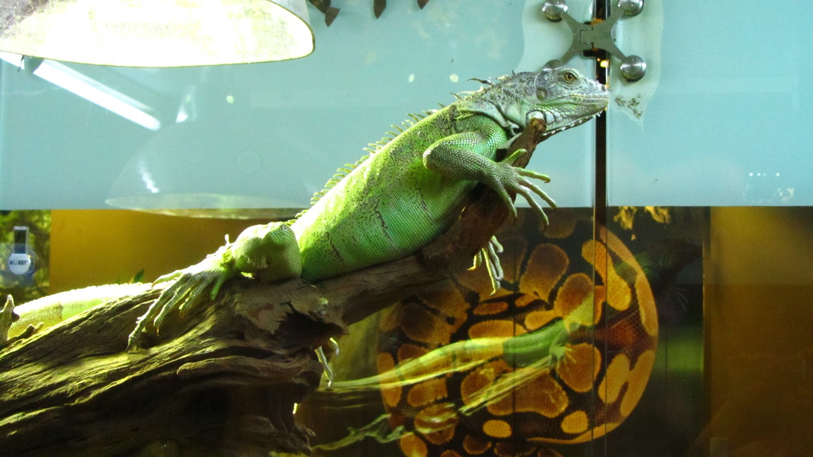 Is Iguana Poop In Pool Dangerous