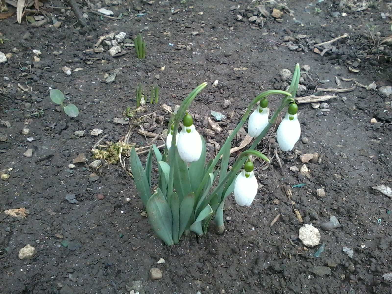 Poze Imagini Desktop: Wallpaper ghiocei de primavara pentru desktop