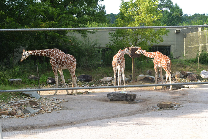 i like what i'm herring: Birmingham Zoo