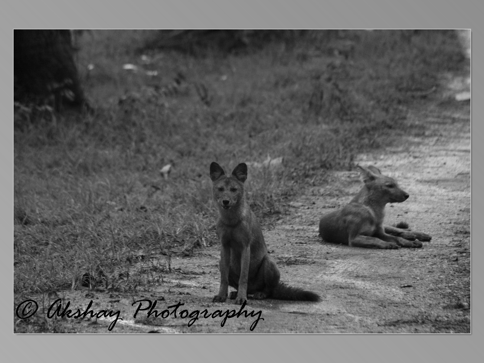 Akshay Manjunath "The Naturalist": Dhole – Indian Wild Dog (Cuon Alpinus)