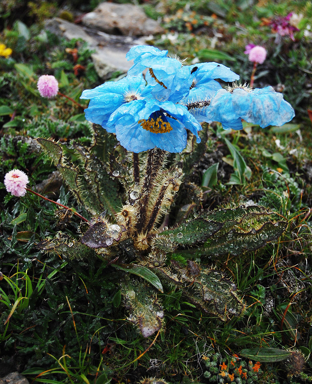 Meconopsis World - A Visual Reference: Meconopsis horridula - Photos In ...