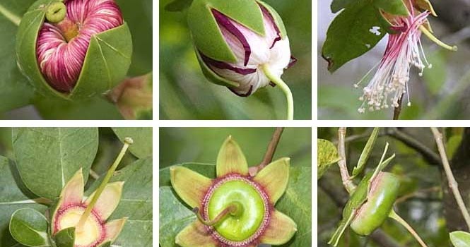 Olahan Buah Mangrove Jenis Pidada Merah (Sonneratia caseolaris) dan ...