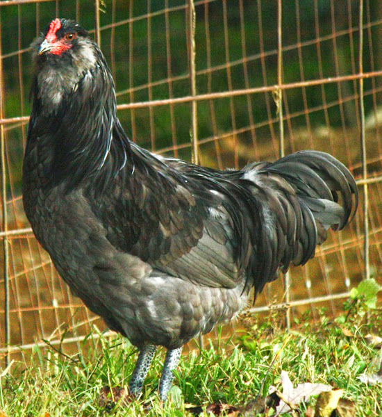Ameraucana Chicken: Characteristics, Temperament & Full Breed Info