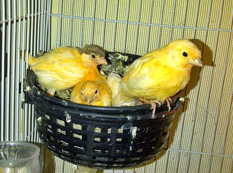 Manfaat Kuning Telur Puyuh untuk Kenari Muda - Ocehan Kenari