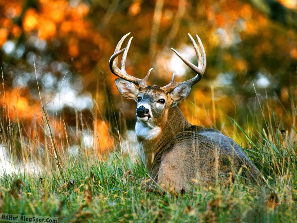 Top 14 Beautiful Deer Wallpapers In HD | OSO wilangon