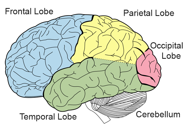 The Structure and Function of the Cerebrum