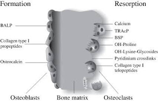 Markers of bone formation and resorption: high yield points and mnemonic