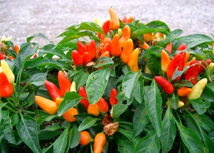 Cara Berkebun Cara Berkebun dan Menanam Cabe Rawit Merah di Pot ~ JALMA ...