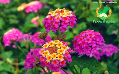 Beneficial Uses of Weeds