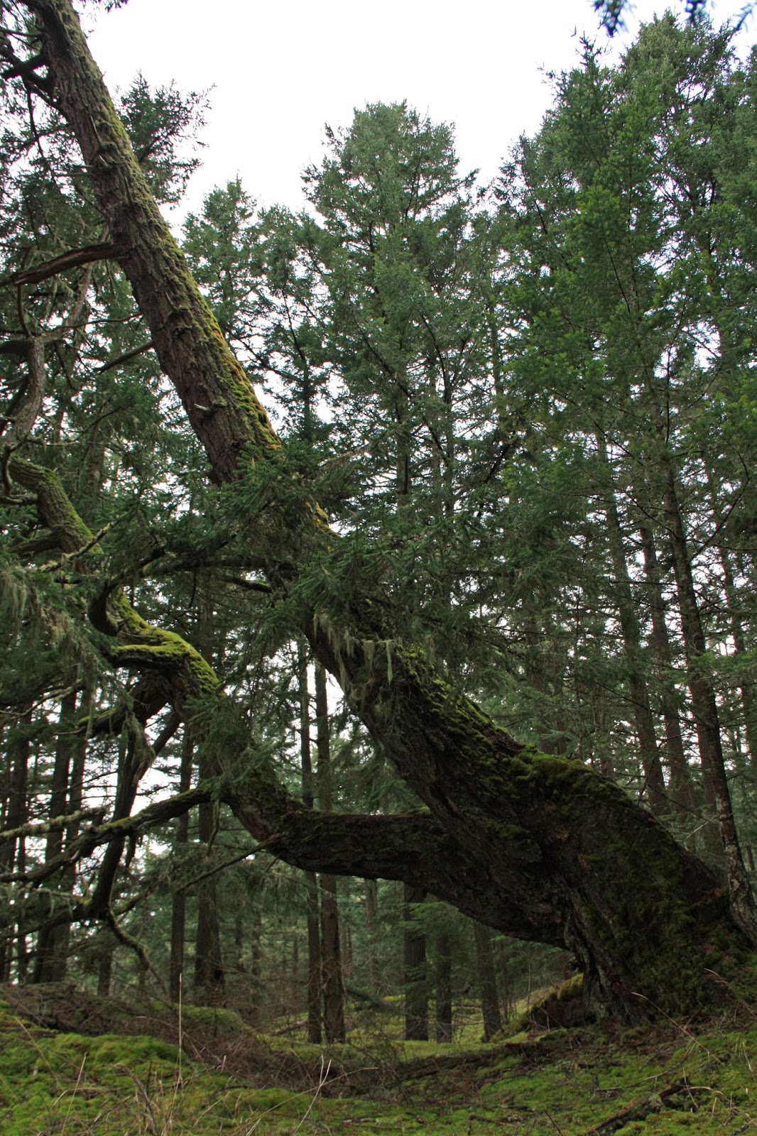 A is for Adventure: Ship Peak Hike on Orcas Island