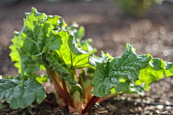 VW Garden: Surprisingly Ornamental 'Victoria' Rhubarb