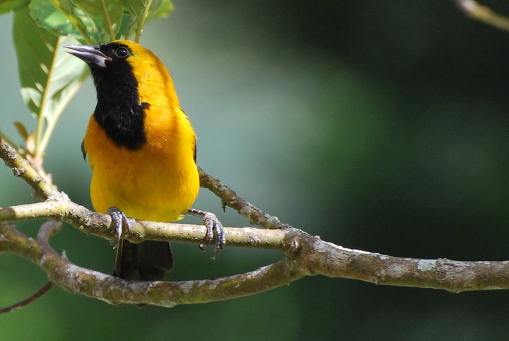 AVES DE VENEZUELA Y EL MUNDO pedro romero ramos: Toche (Icterus crysater).
