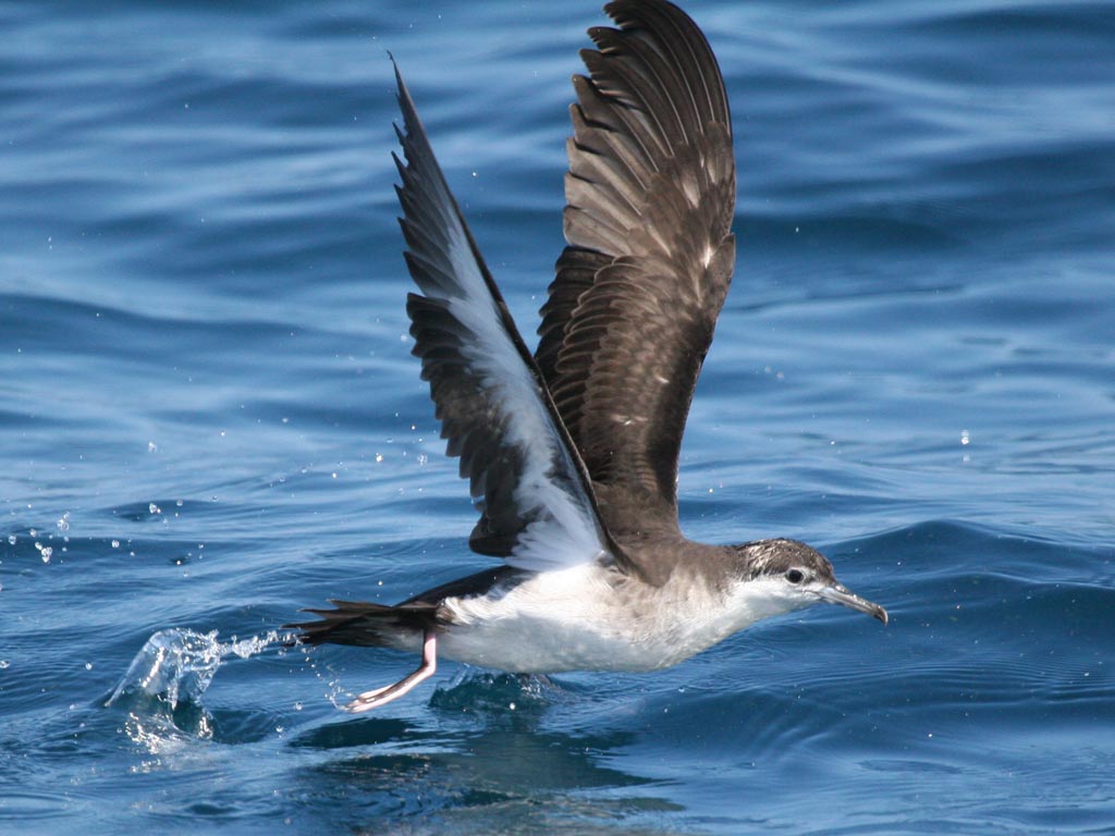 Birds names in kannada | madhuhb