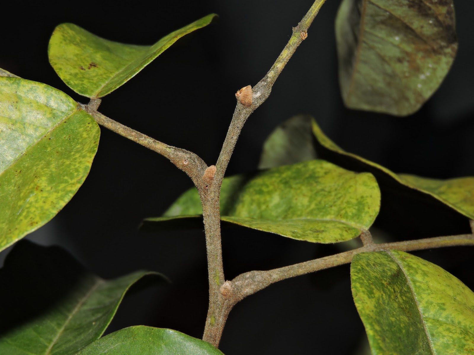 The Flowering plants - Leguminosae - Fabaceae: Fabaceae - Swartzia ...