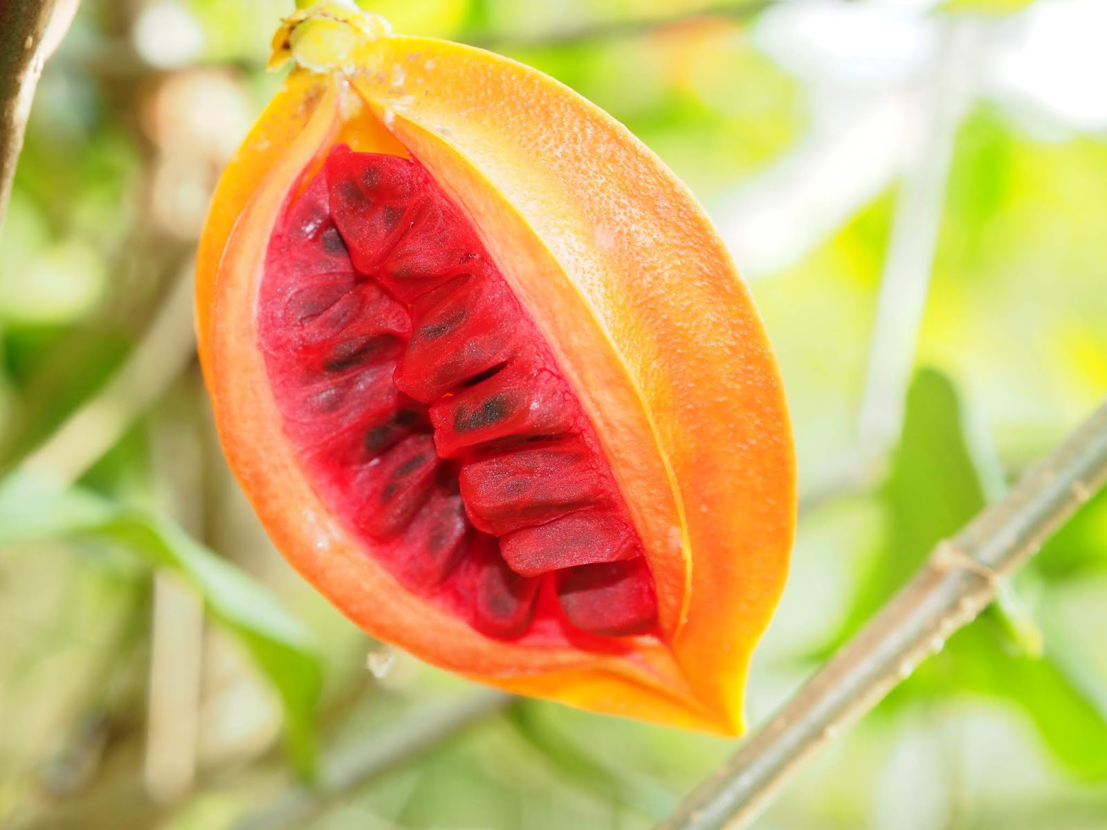 Pure Oxygen Generators: Endemic Plant Pandakaki