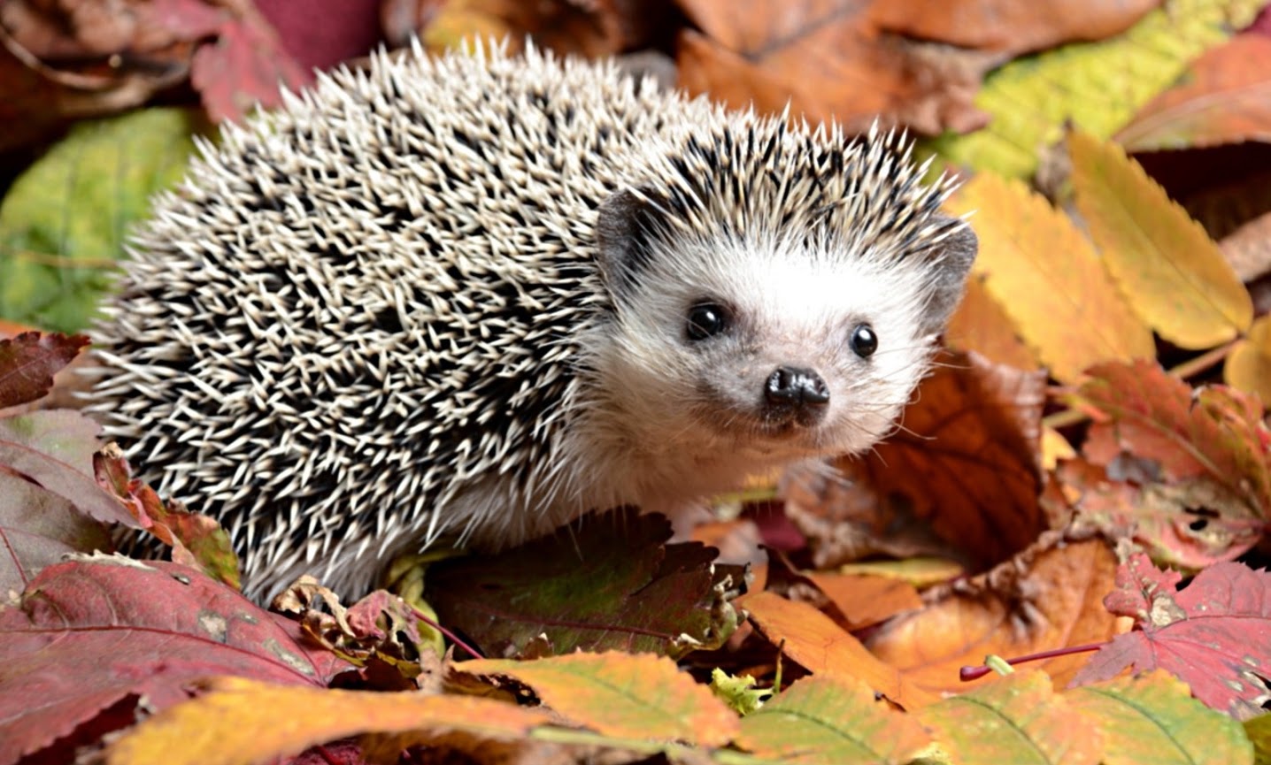 El blog de las MASCOTITAS: Lo que debes saber de: Un pequeño erizo