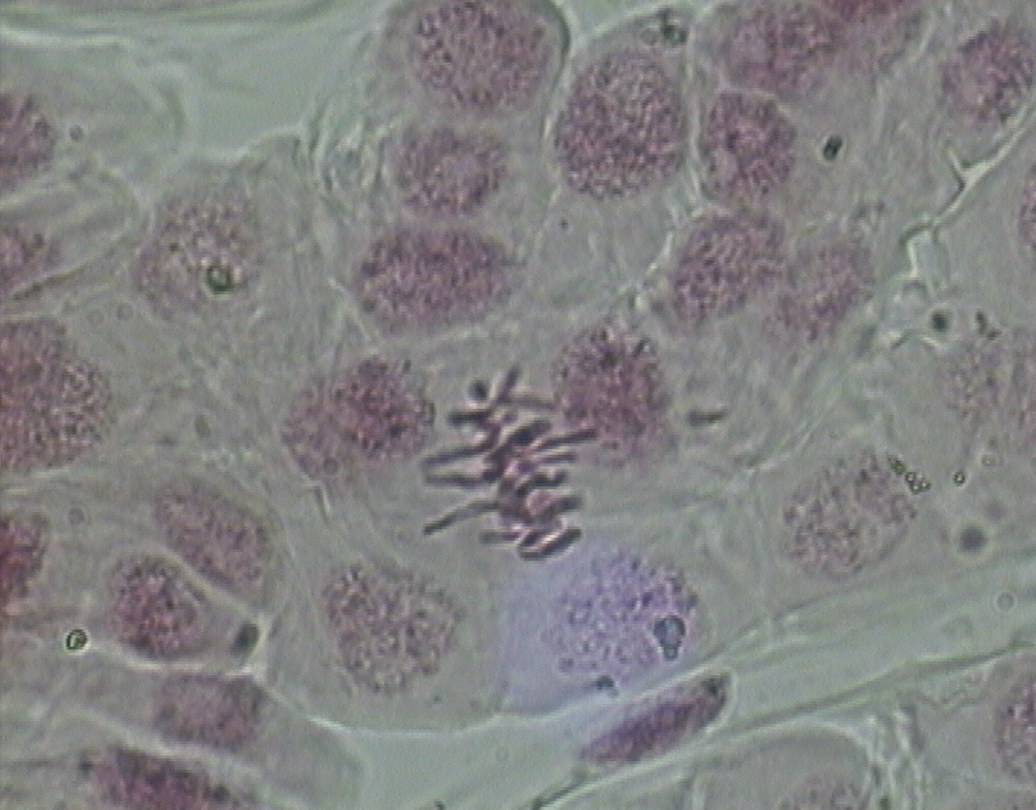 Scienze in lab: Cellule in mitosi